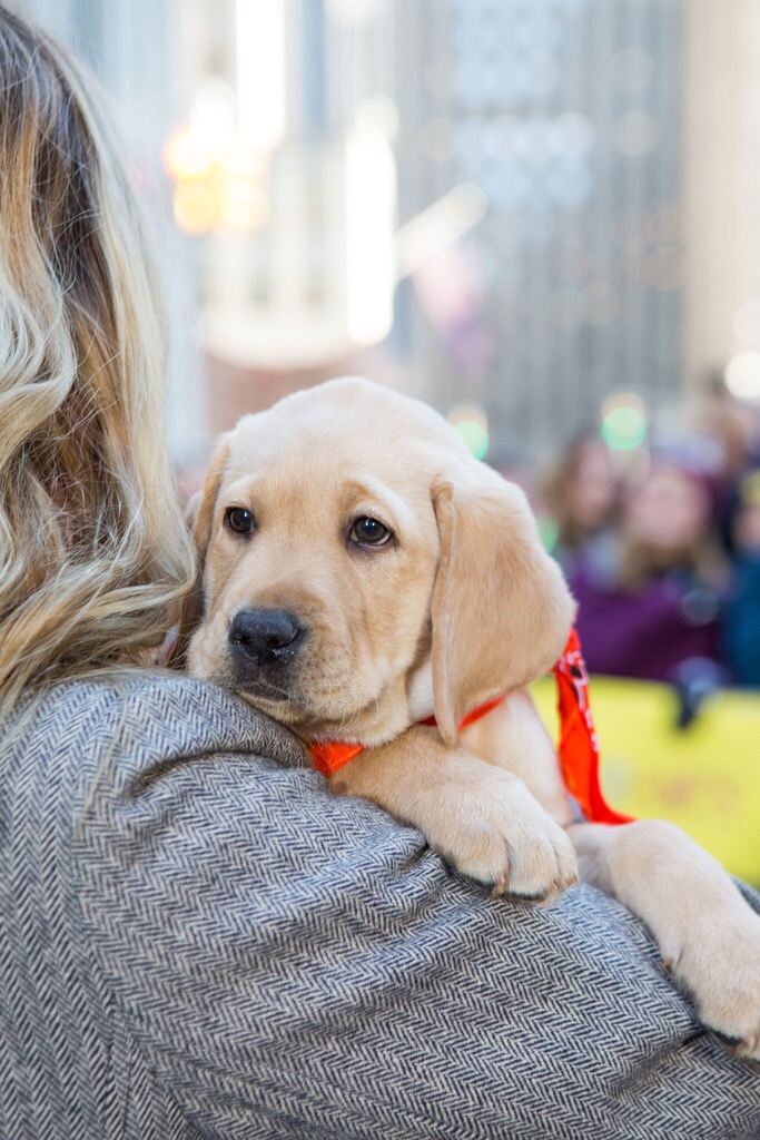 Meet the TODAY Show's adorable new puppy | SiriusXM